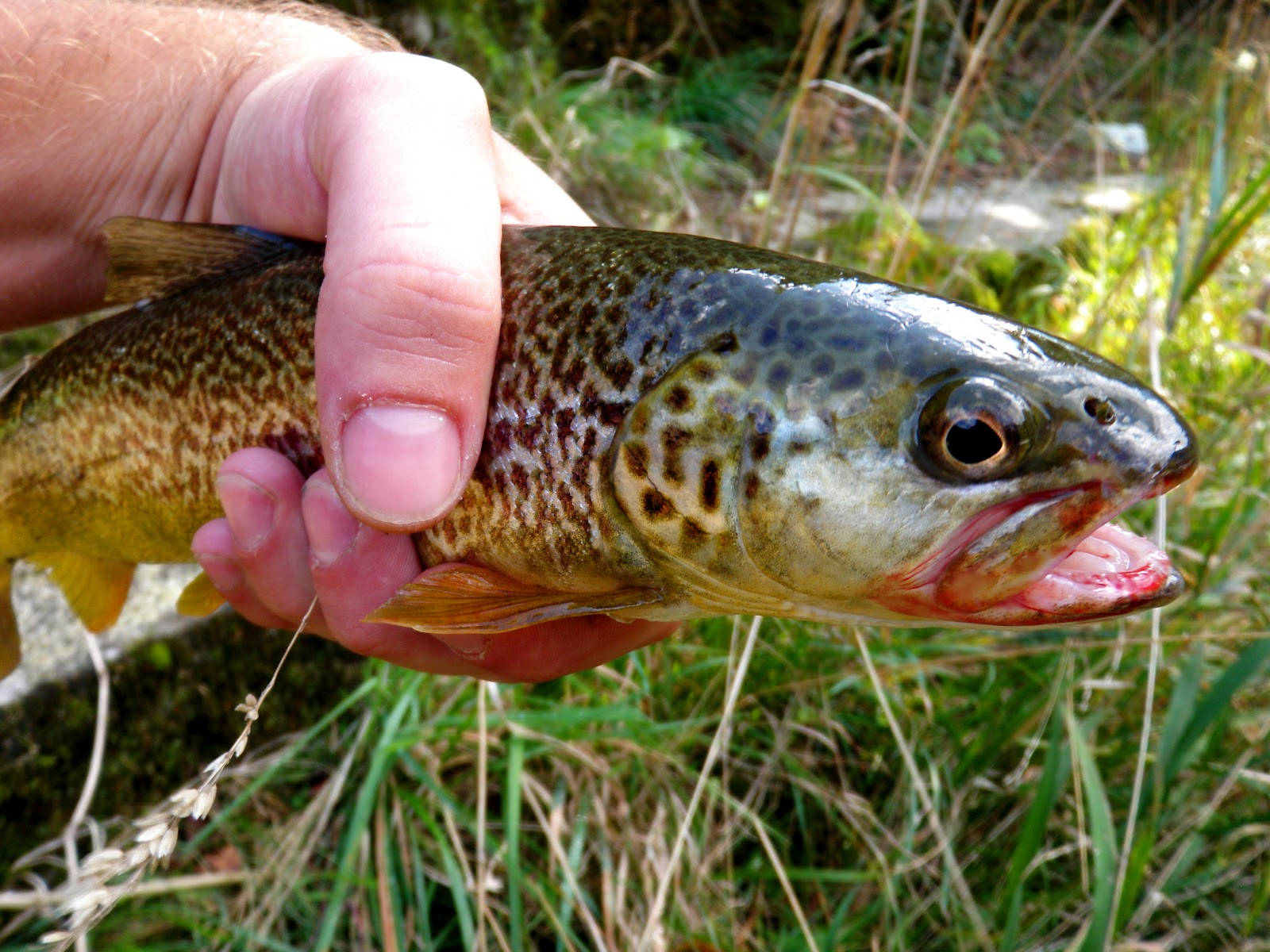 SUR-fishing: In search of the elusive Marble Trout - Italy, 2012