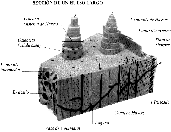 Biología: agosto 2013