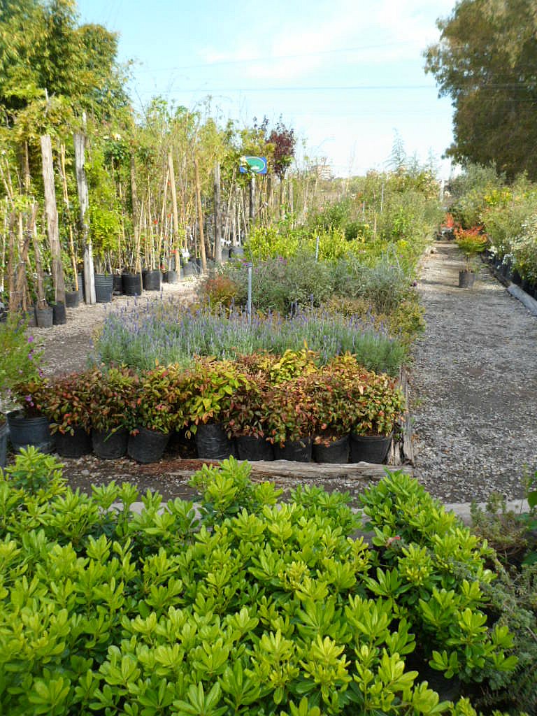 Vivero Agronomía / Roxi Ameduri Marchettini