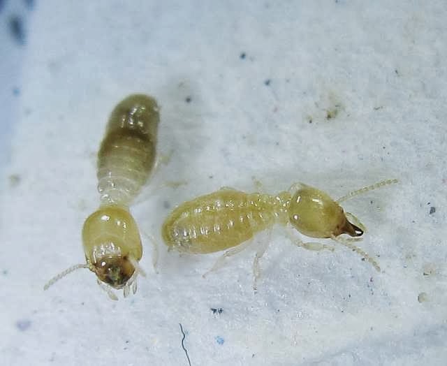 Photos and Info on Ants and Termites of Malaysia: Microtermes obesi