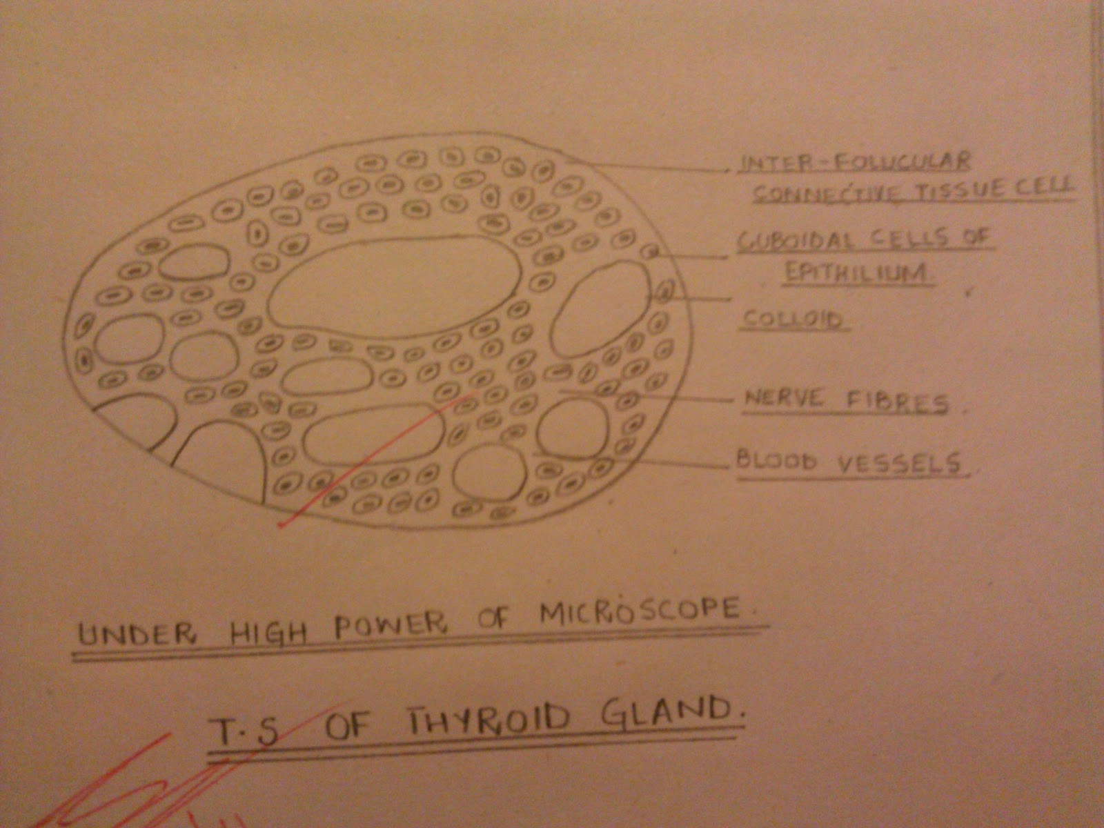 Isolated System: Transverse sections of pancrease and thyroid gland ...