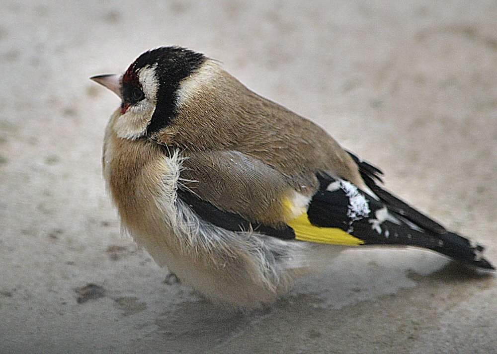 Birds I have seen in Africa and Europe.: Birds in our French garden ...