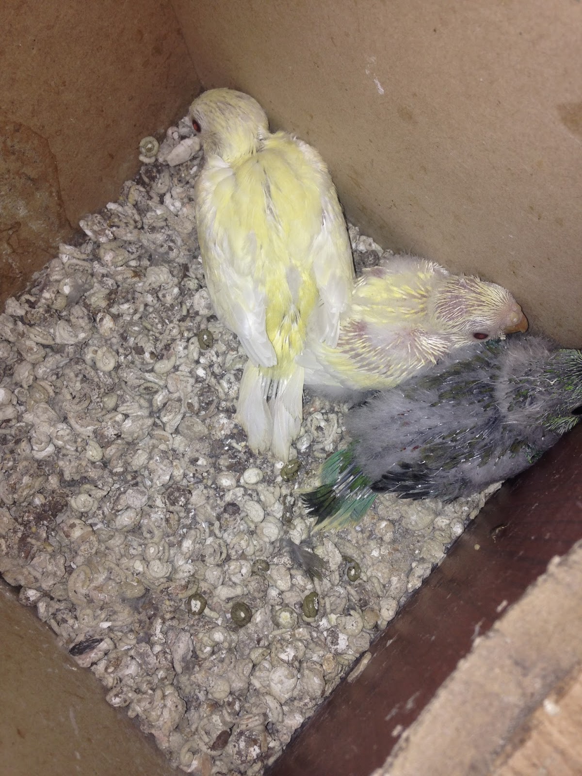 Parrot Breeding: Red Rumped Parrot - Colour Mutations