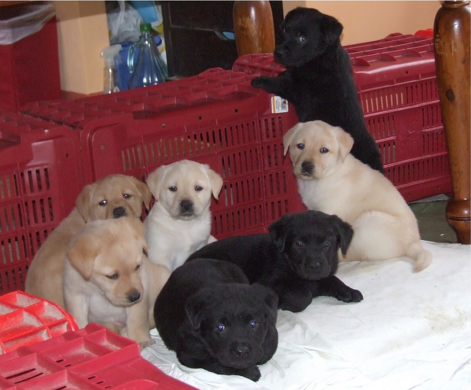 Cuccioli di Labrador Retriever: I CUCCIOLI A 44 GIORNI!!!