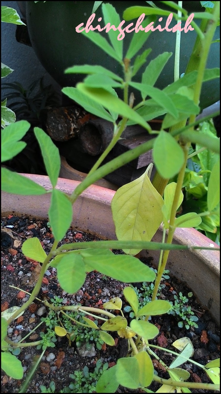 Simple Living In Nancy: Growing Fenugreek or Helba In My Garden.