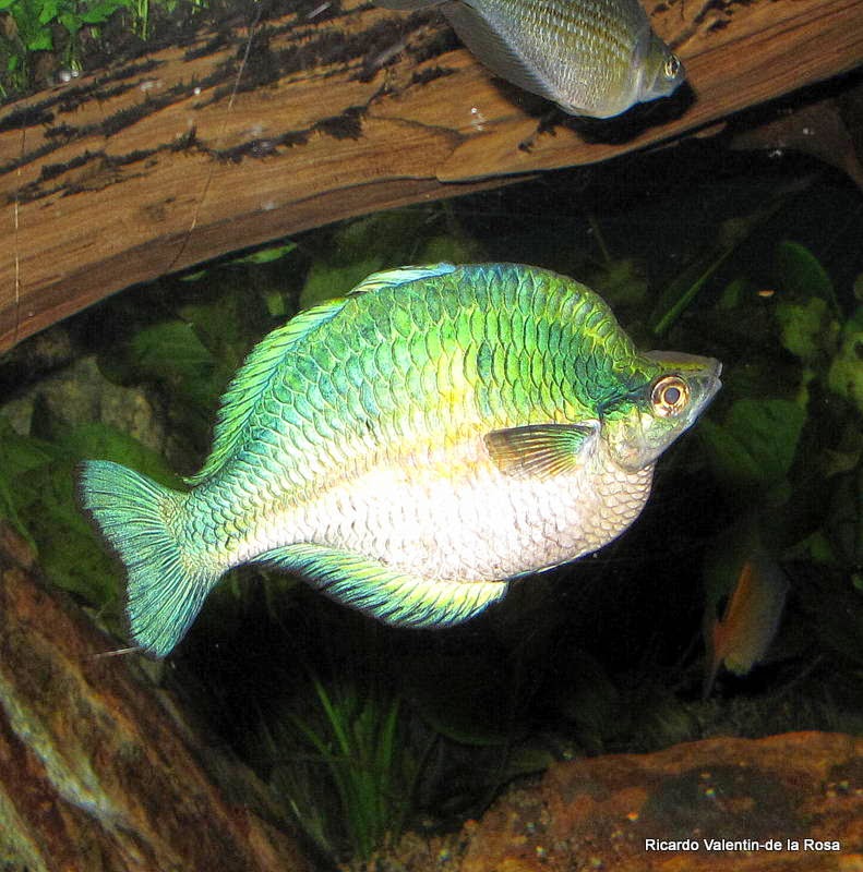 Ricardo's Blog, : Melanotaenia lacustris, Turquoise rainbowfish in the ...