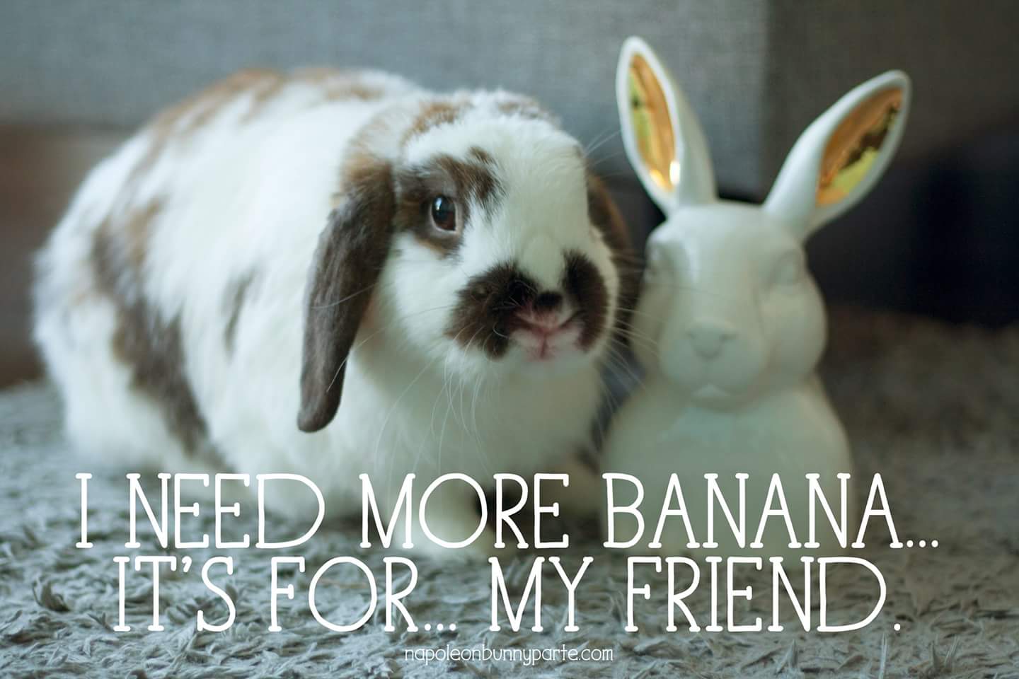 Rabbit Ramblings: Funny Bunny Monday Meme*day