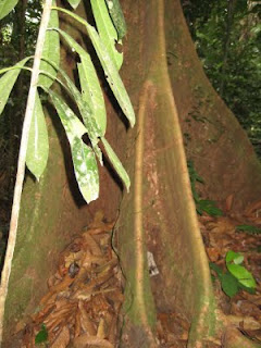TUMBUHAN SEMULA JADI DAN HIDUPAN LIAR: Hutan Hujan Tropika