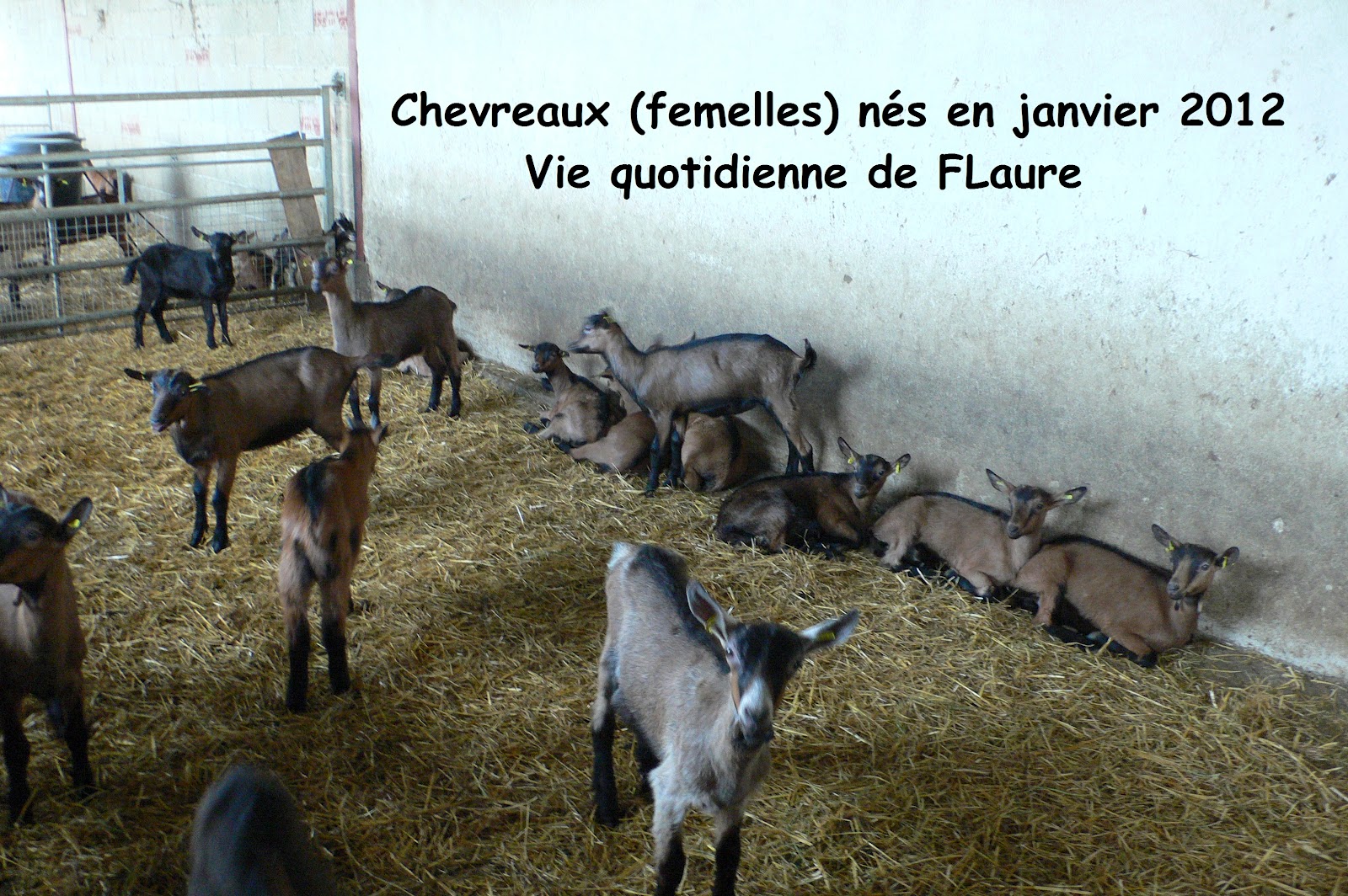 Cuisses de chevreau à la moutarde