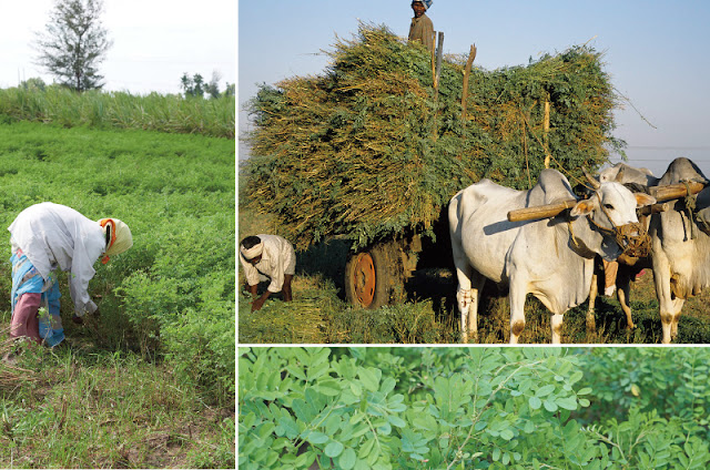 A Celebration of Natural Indigo - the MAIWA BLOG