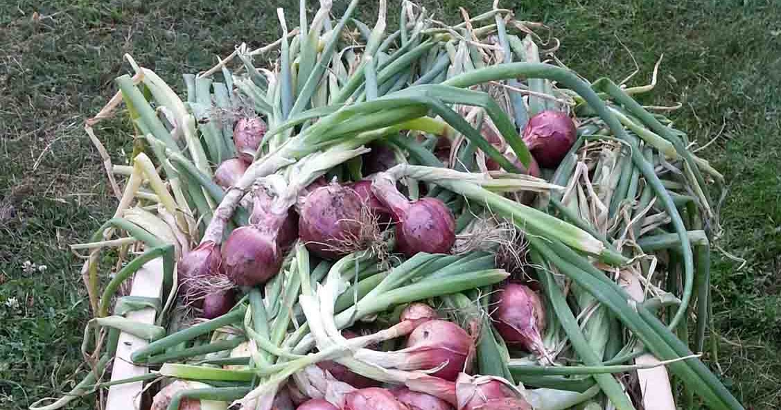 The Gardening Me End Of Season Review Onions Leeks the-gardening-me-end-of-season-review-onions-leeks