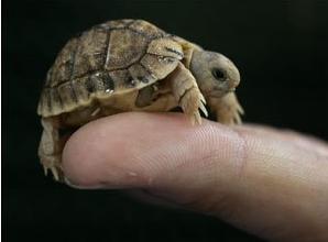 Today with J P Ronan: Speckled Cape Tortoise