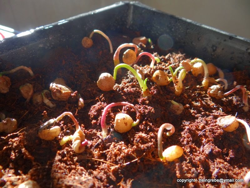 Sharing flower bulb information: How to grow clivia mirabilis from seed