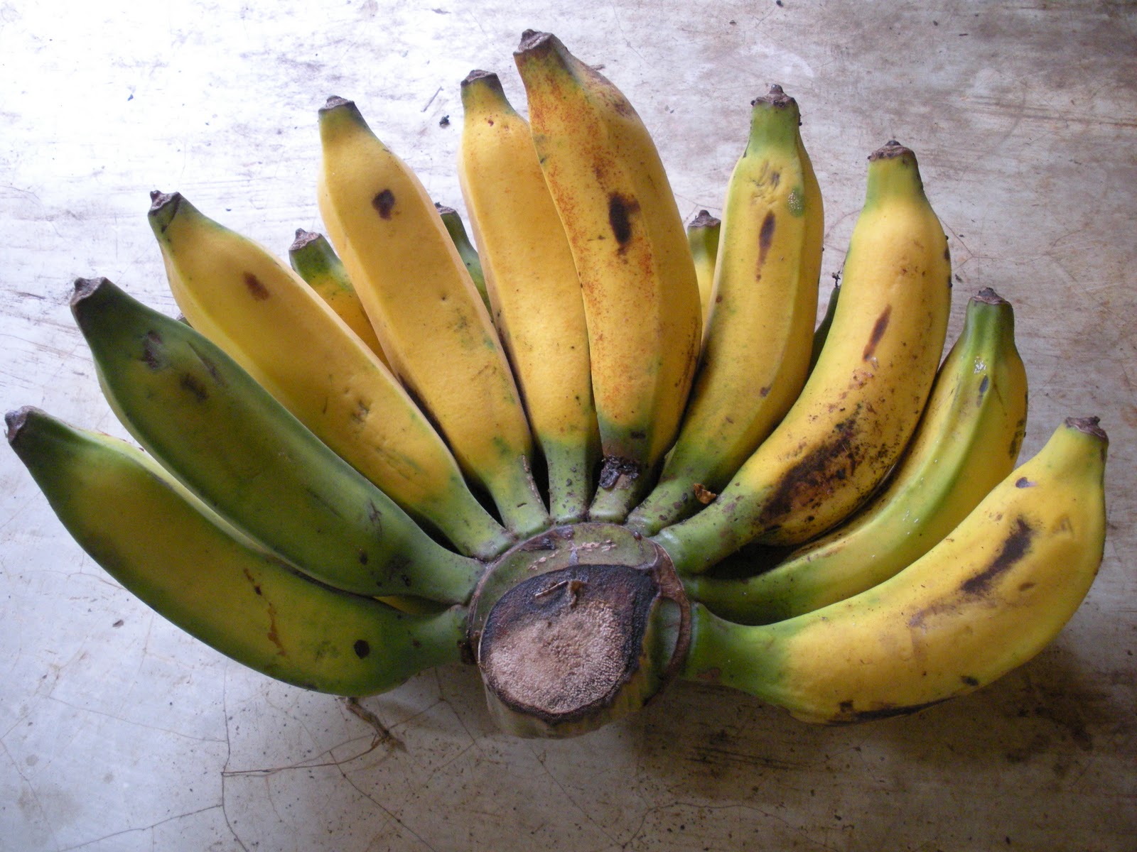 Pisang Ambon Tropika