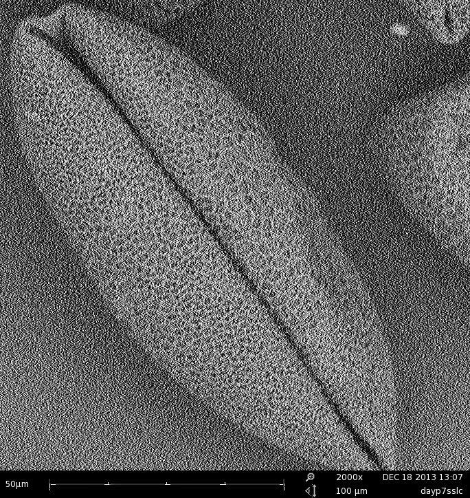 Learning and Investigating Lily Pollen: SEM Microscope Pictures