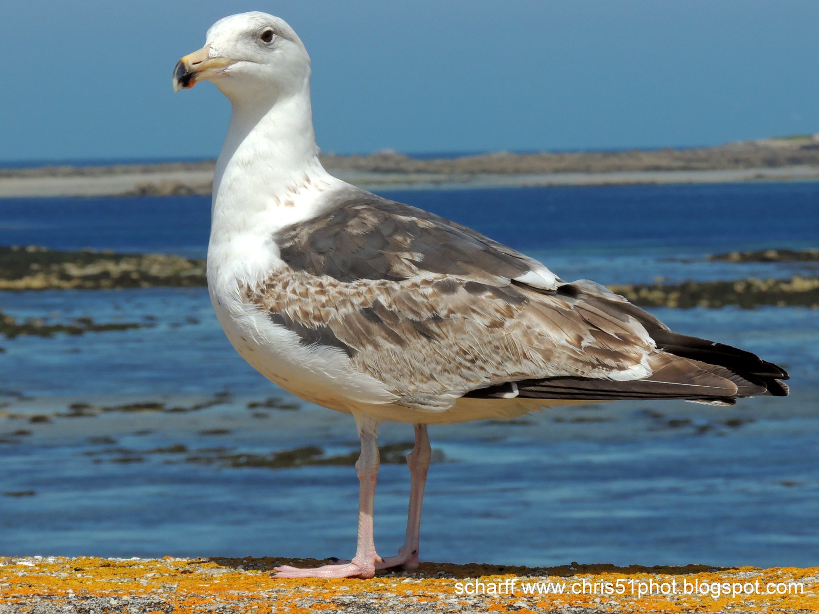 photosnature et pol: un jeune goéland qui n'a pas encore totalement son ...