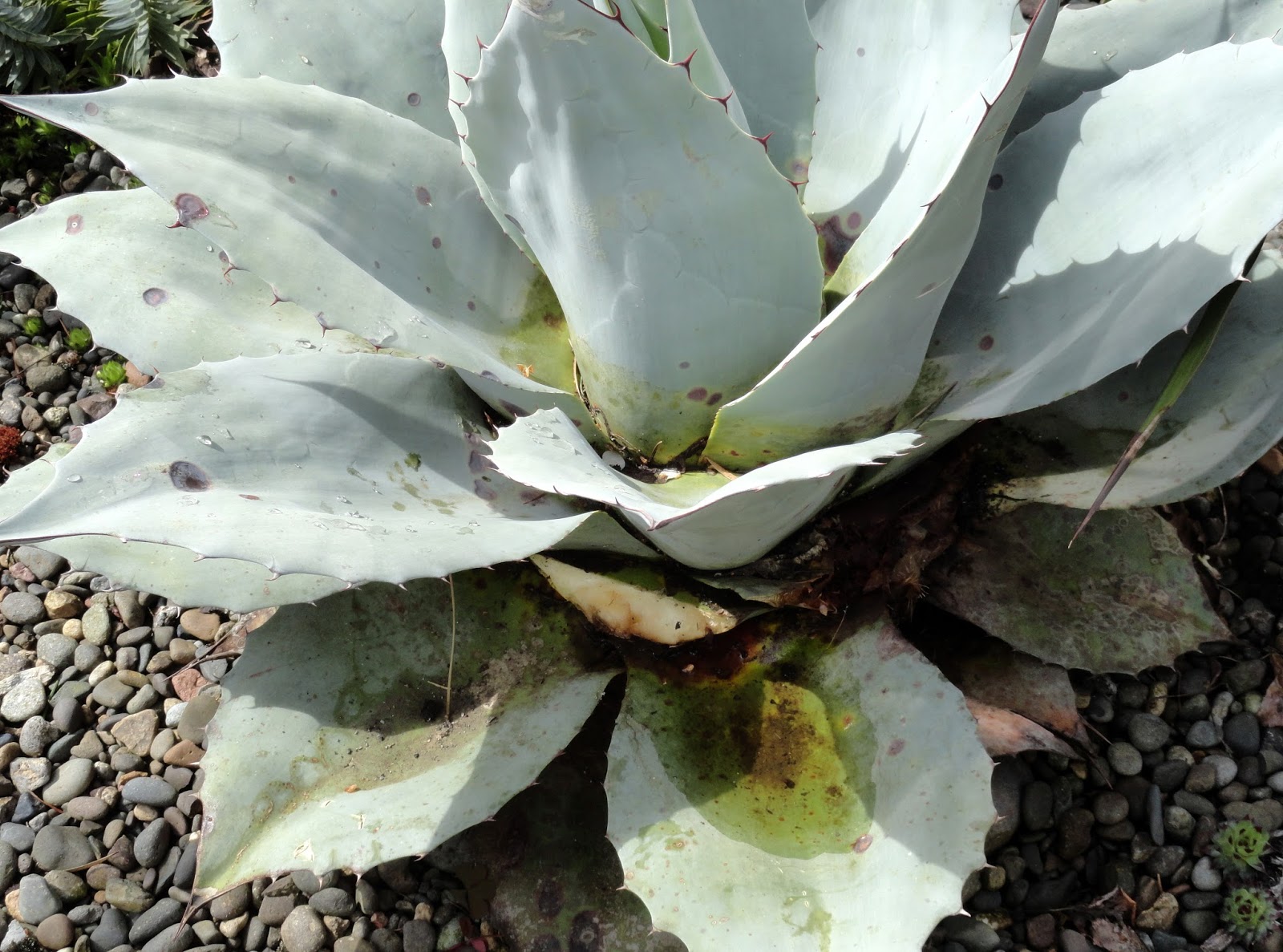 danger garden: The Agave Report May 2017, front garden