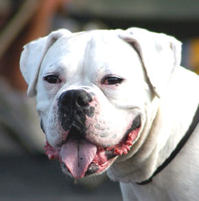 All Wallpapers: White Boxer Dog Pictures