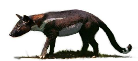 Blog de la Vida Prehistórica: Mesonyx