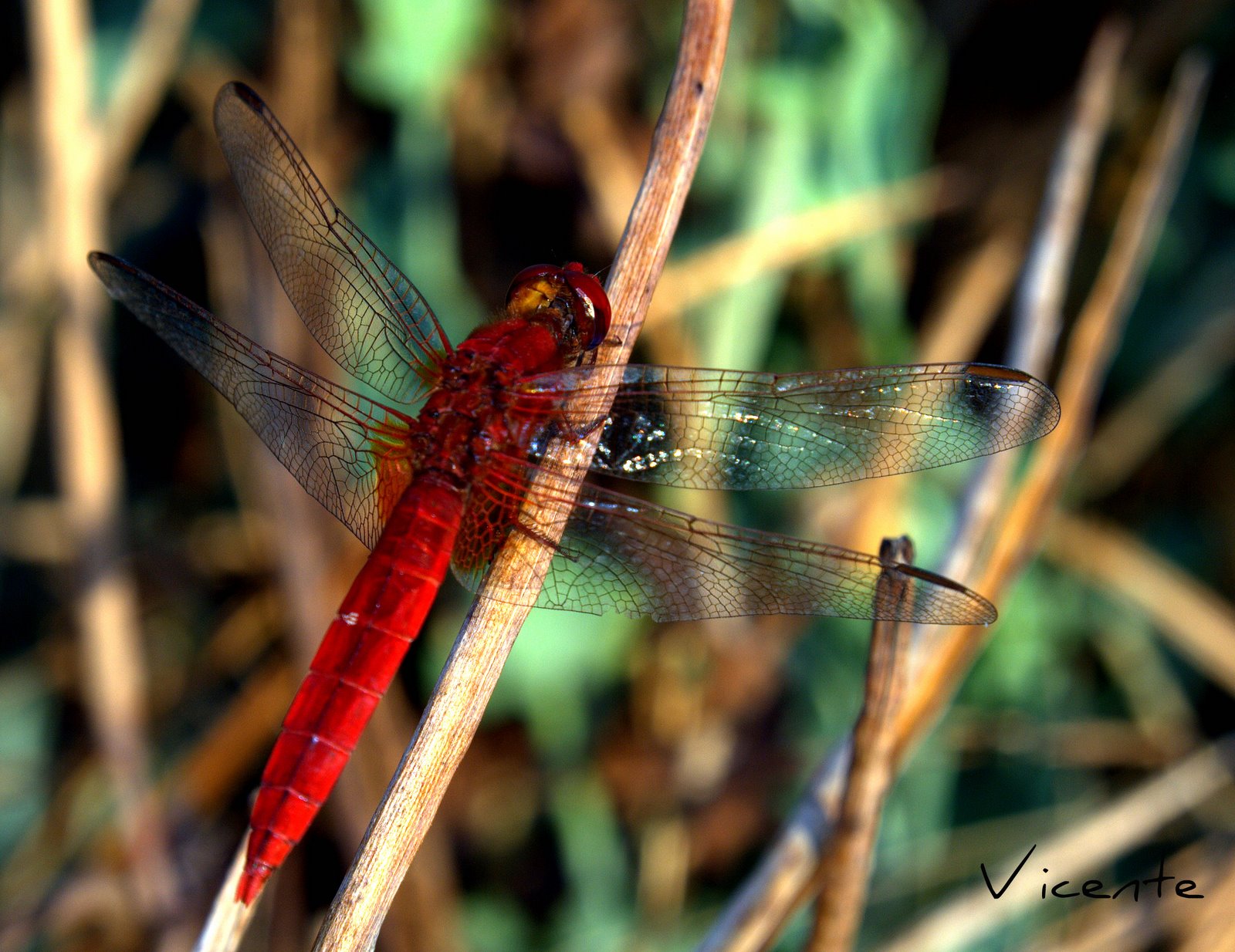 fotografia: Libelulas