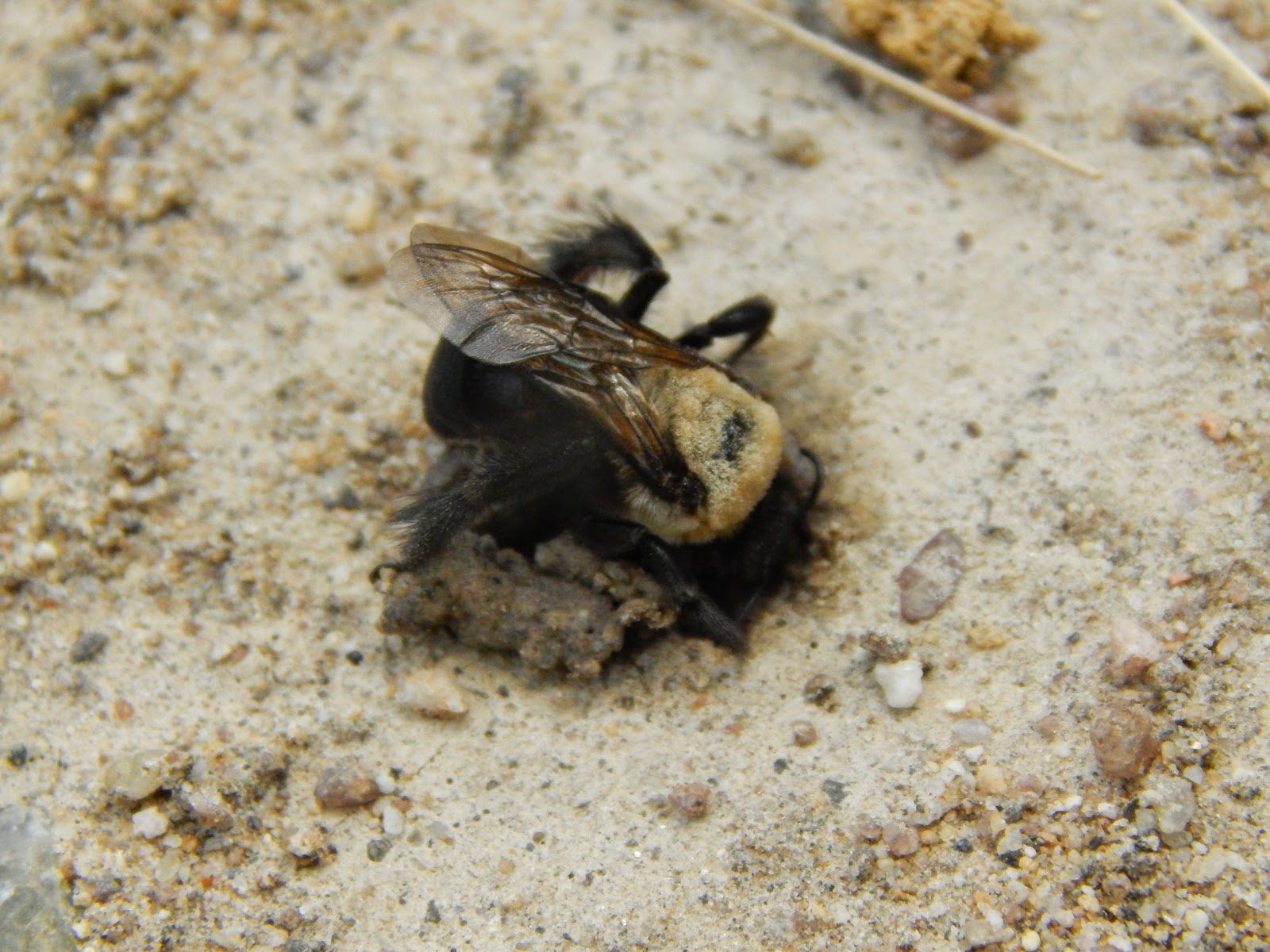 Capital Naturalist by Alonso Abugattas: Bees
