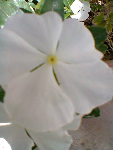 Spreebird wildlife: SADABAHAR FLOWER