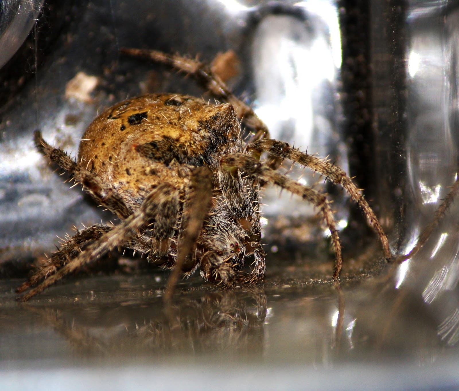 Araneus gemma - The Spiders World