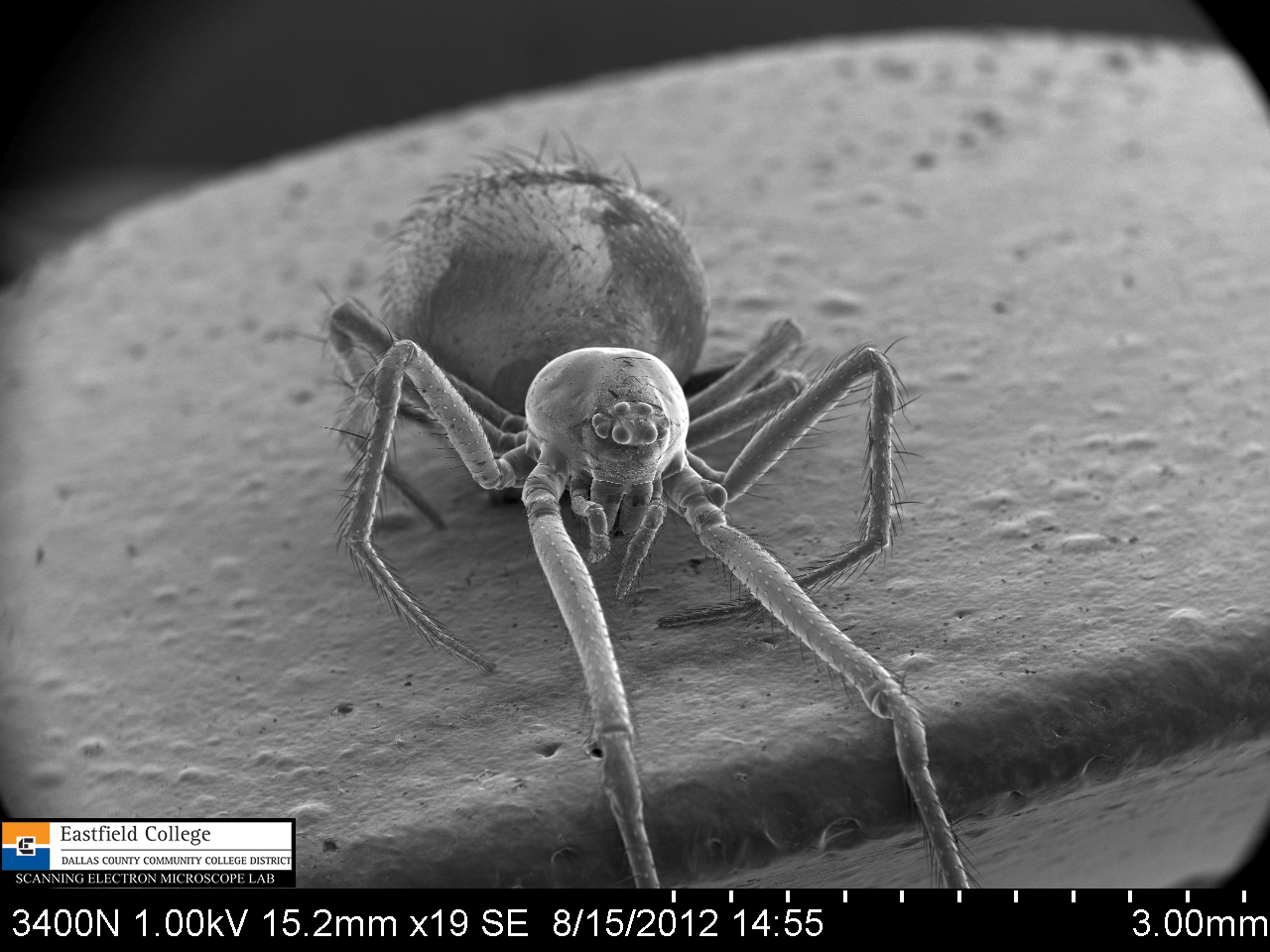 Scanning Electron Microscope Blog: Itsy Bitsy Spider - The Scanning ...