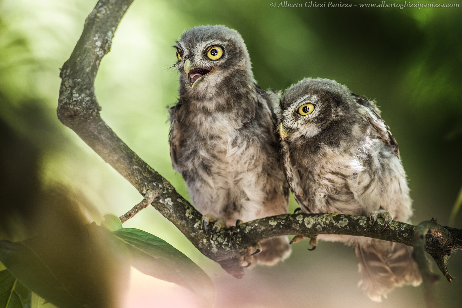 White Wolf : Grumpy and Surprised: 2 Expressive owl's hilarious ...