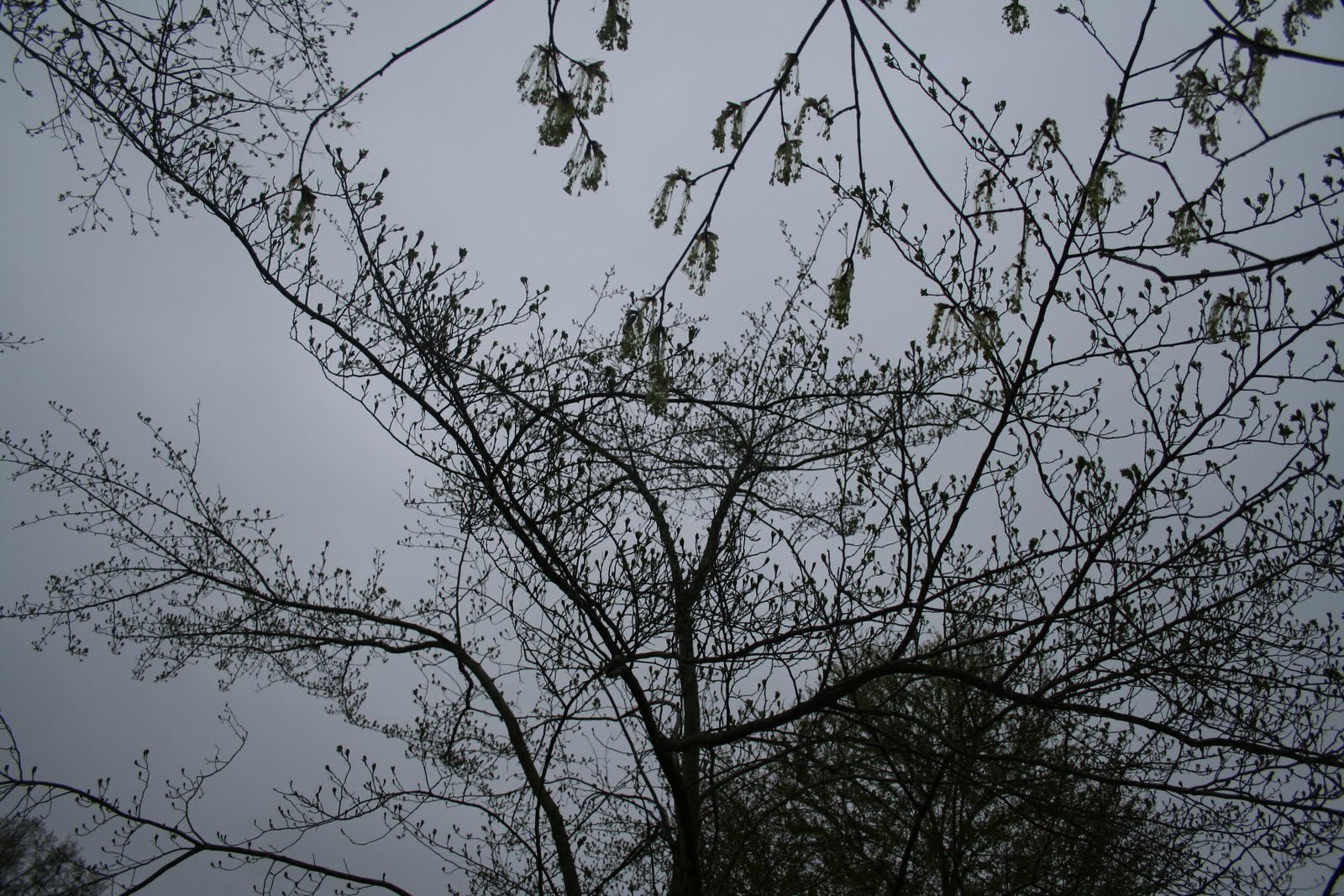 Field Journal for Trees in the City Course: Tree 13: Winter King Green ...