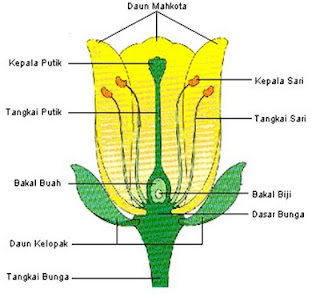 Biology Zone: Struktur dan Fungsi Jaringan Tumbuhan SMP