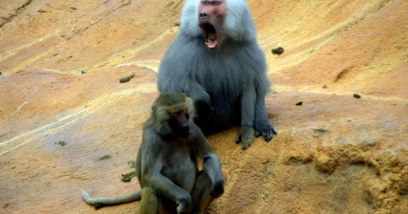 Be Still a Minute...: Spring Break is for the Animals