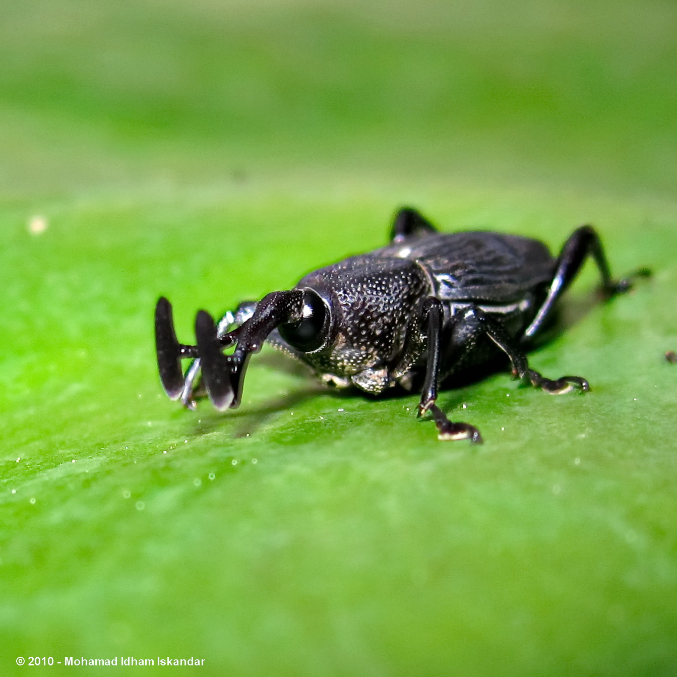 Indonesian Bugs & Others: Black Weevil from Dago Pakar