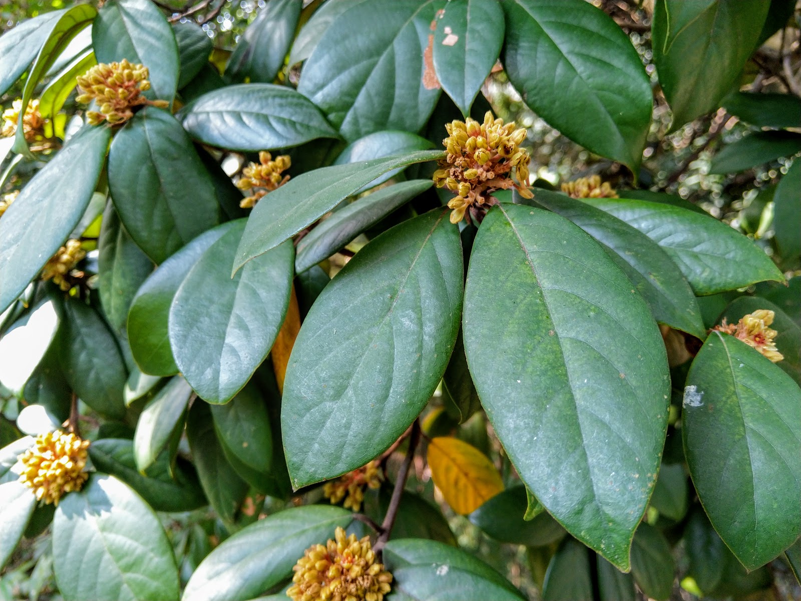 我的生態日誌: 絨毛潤楠 Machilus velutina 樟科（喬木／大灌木）