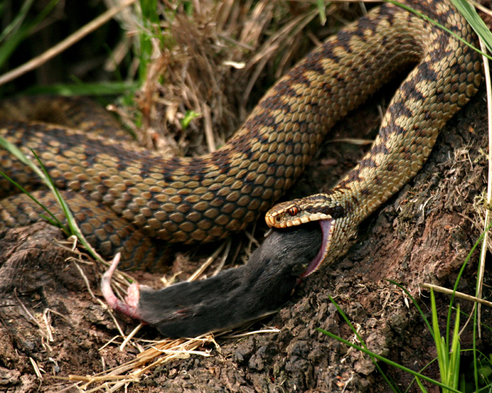 What Can Snakes Eat Besides Rats at Elizabeth Gunther blog