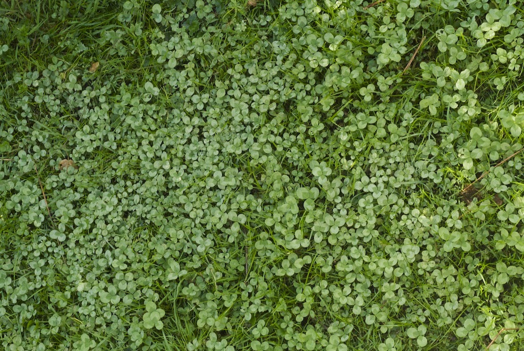 Dingue de plantes: Vive les trêfles