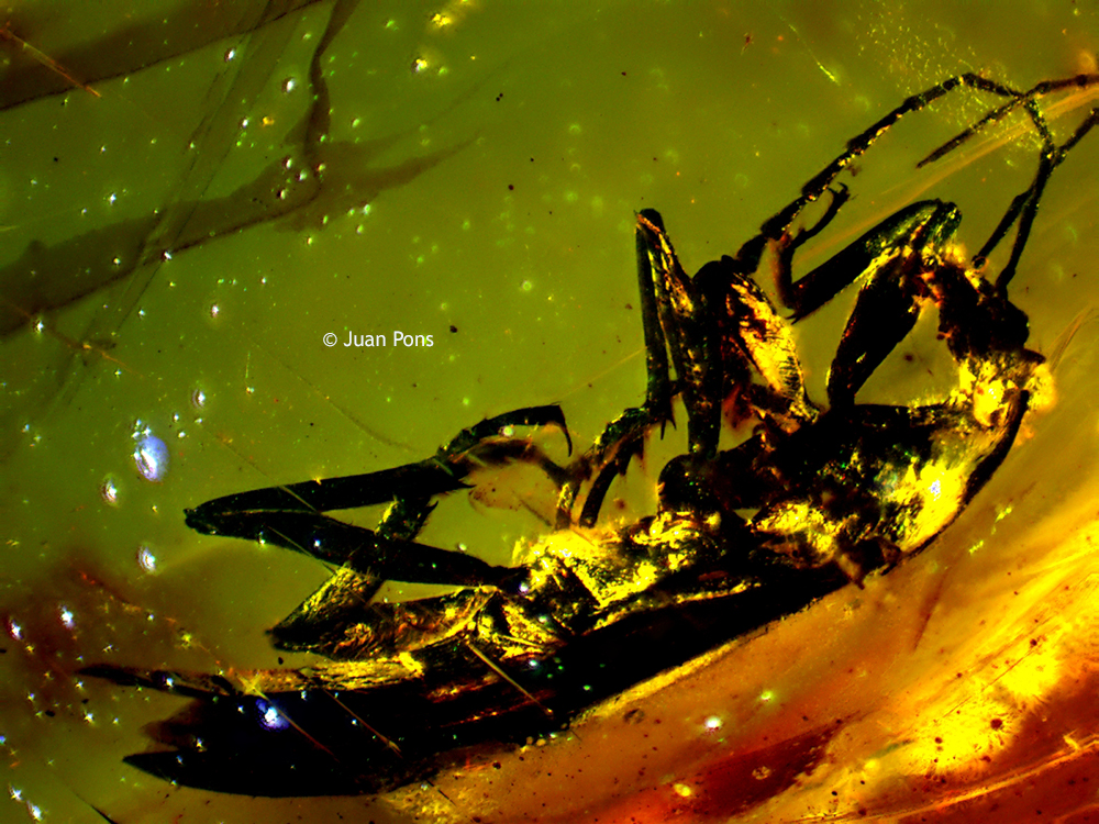 Microscope World Blog: November 2016