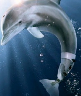 cult film freak: DOLPHIN TALE