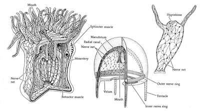 ONU Invertebrate Zoology: Lecture - Phylum Cnidaria