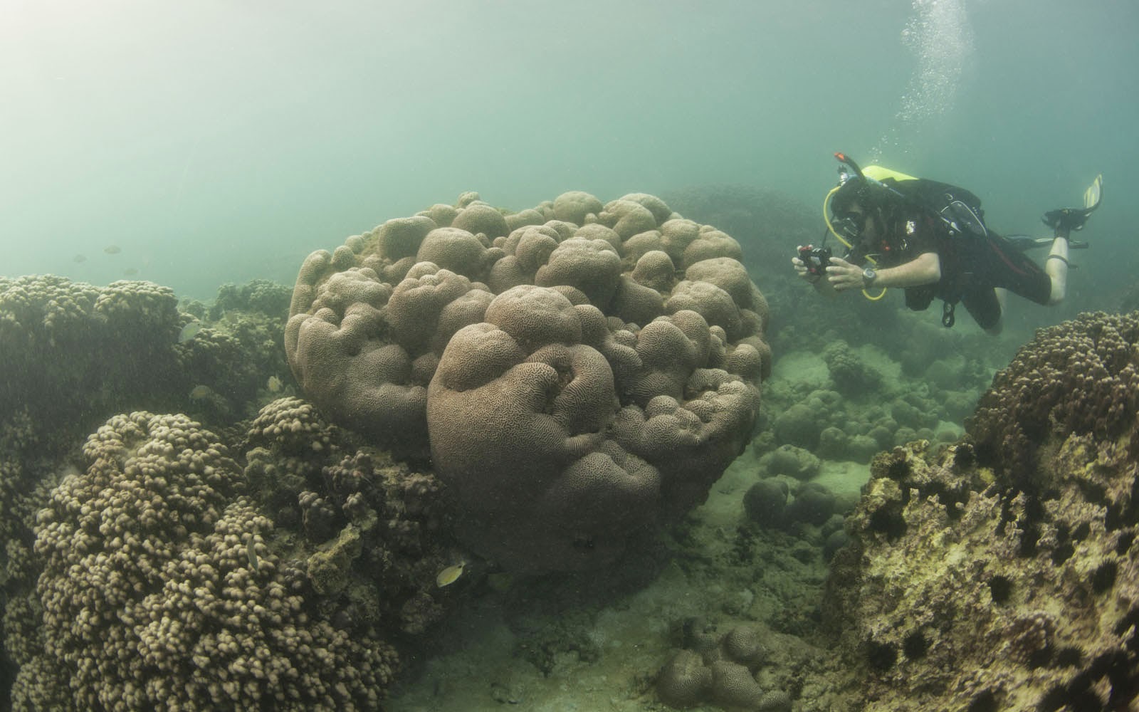 Athens Nature Journal: Kuwait: Near shore reefs