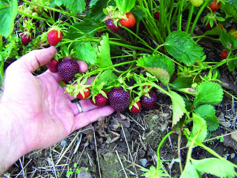 Morango Roxo Maravilha / Strawberry Purple Wonder