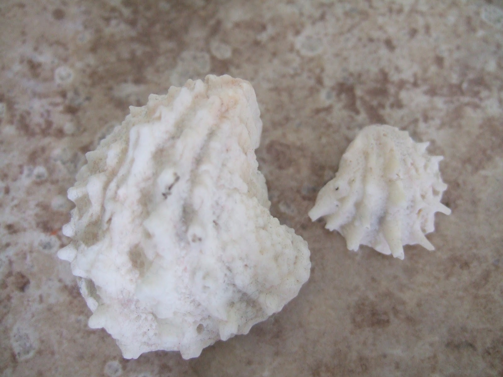 Marine Life: Spiny Jewel Box Shells