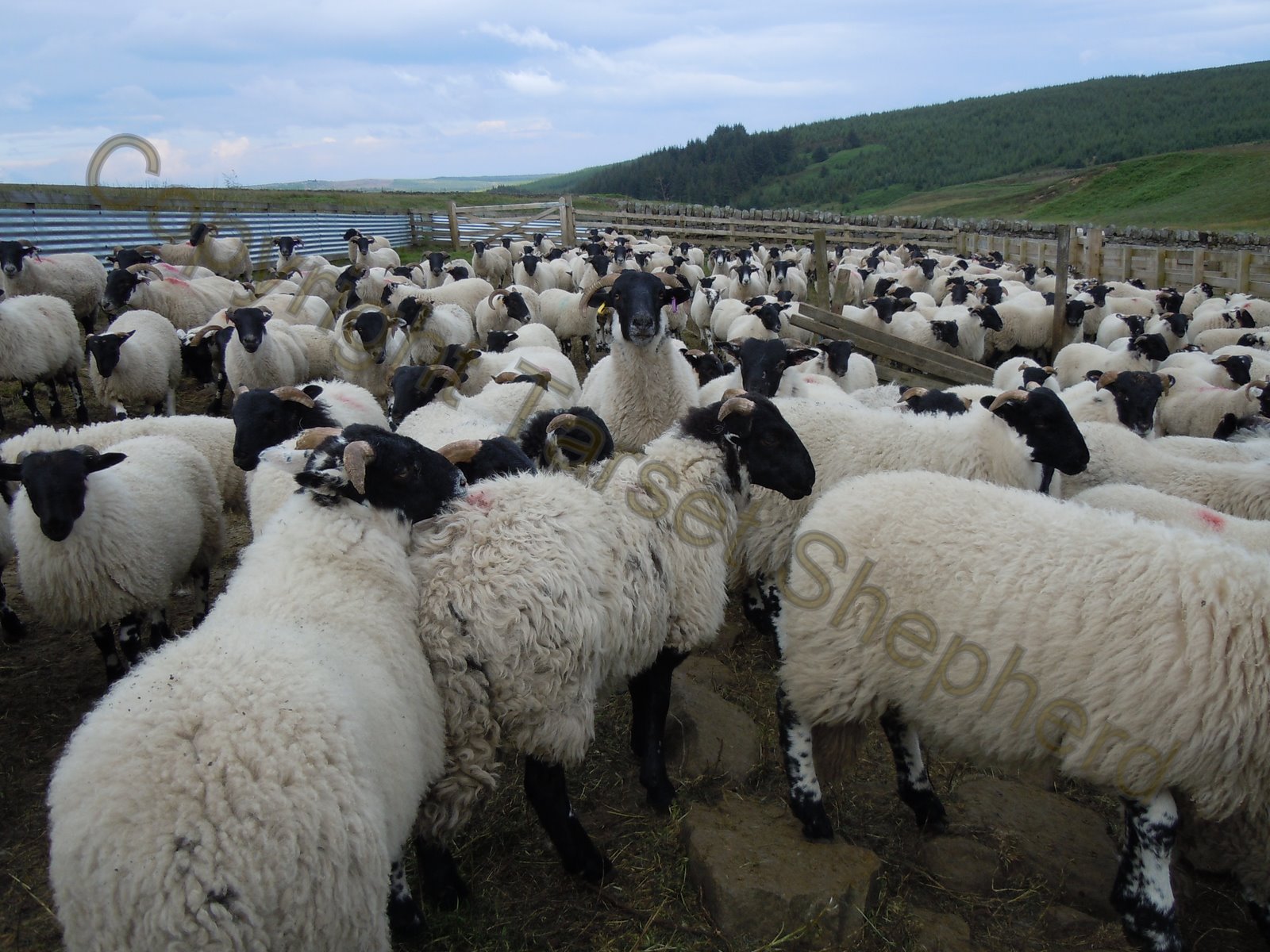 Shepherd's blog: July 2011