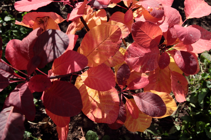 The Cotton Candy Tree