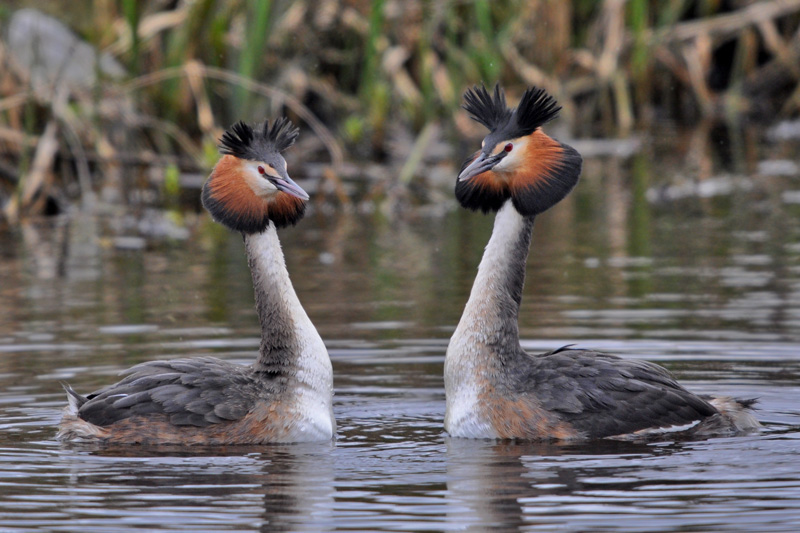 De Natuur van Huub Reulen: De Fuut