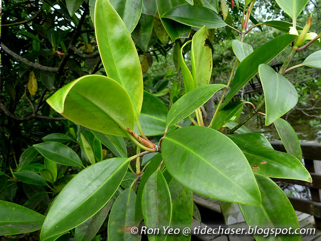 tHE tiDE cHAsER: Tumu Merah (Bruguiera gymnorhiza)