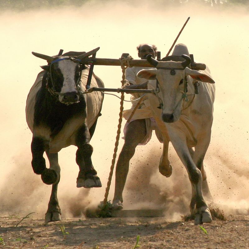 Foz do Iguaçu Futebol Clube: La se foi o Boi com as cordas.
