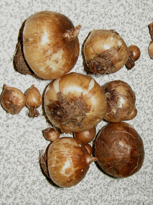 The Country Of Crocuses: Crocus kotschyanus subsp. kotschyanus