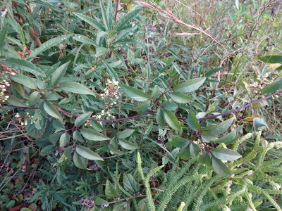 NISIAFLORESTAPORLUISCARLOSFREIRE: Timbó: cheiros, cores, flores e ...