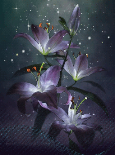 Beautiful flowers images